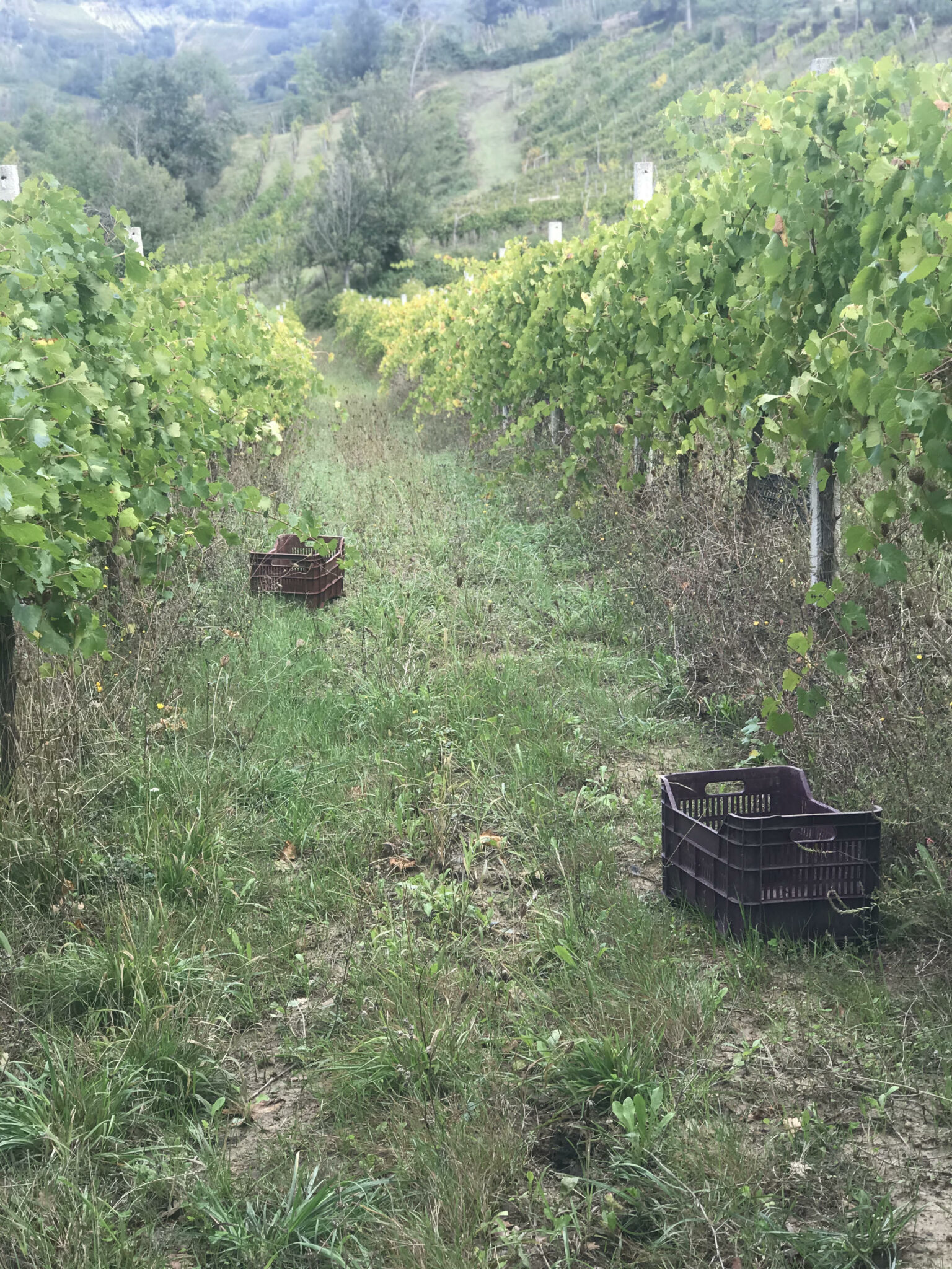 L’Irpinia si prepara alla vendemmia 2022 – Corriere dell'Irpinia L’Irpinia si prepara alla vendemmia 2022 – Corriere dell'Irpinia