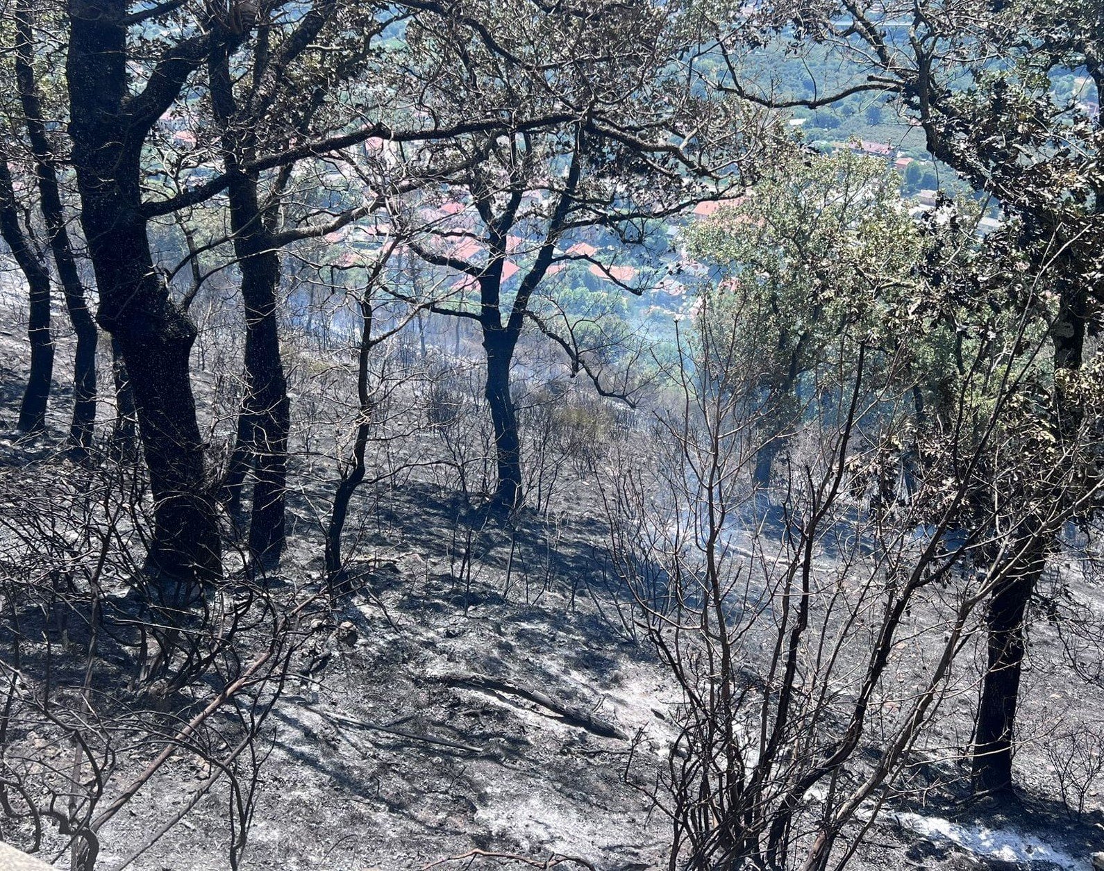 “Con gli incendi aumenta il rischio di dissesto idrogeologico ...